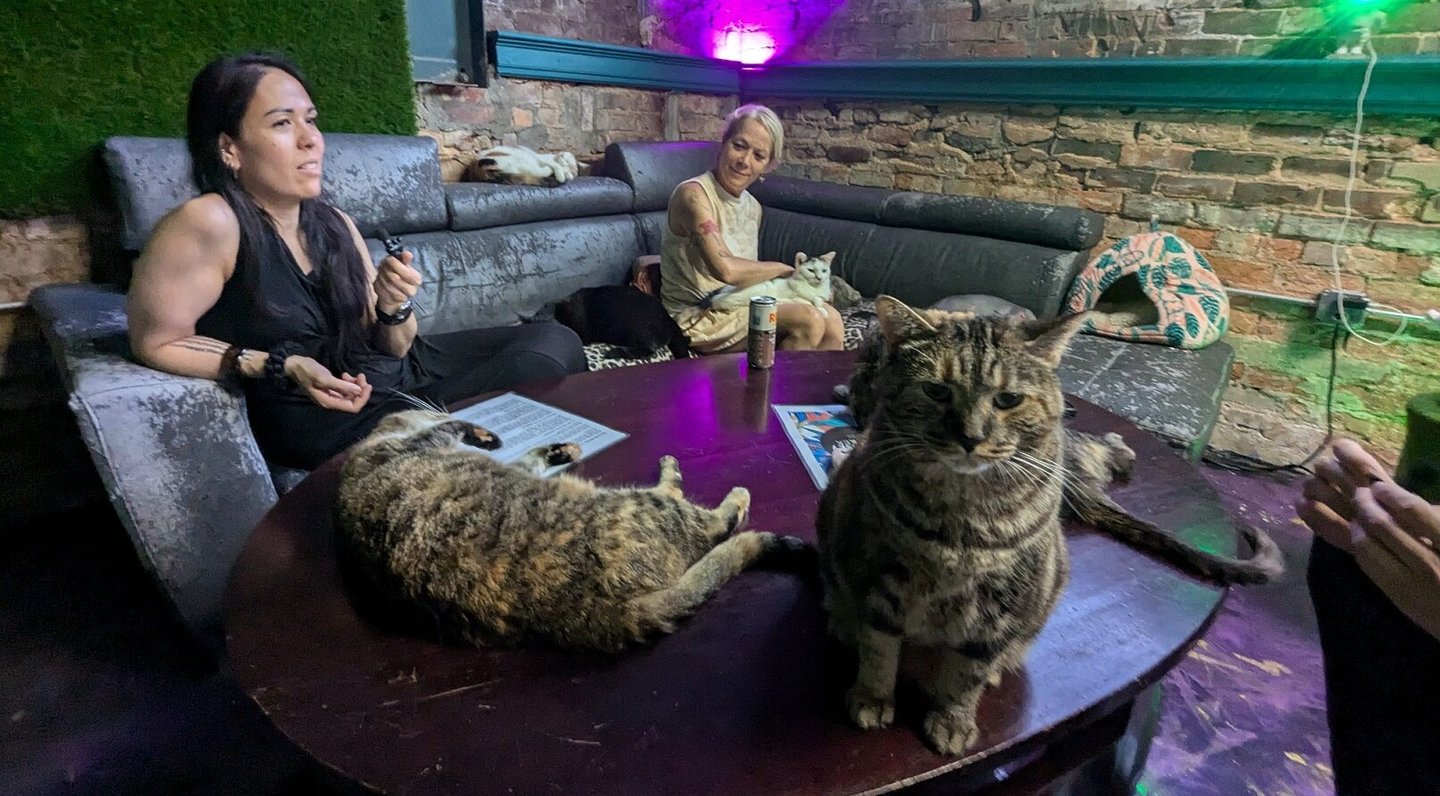 Inside Atlanta’s Whisker Lounge Cat Research and Therapy Center – WABE