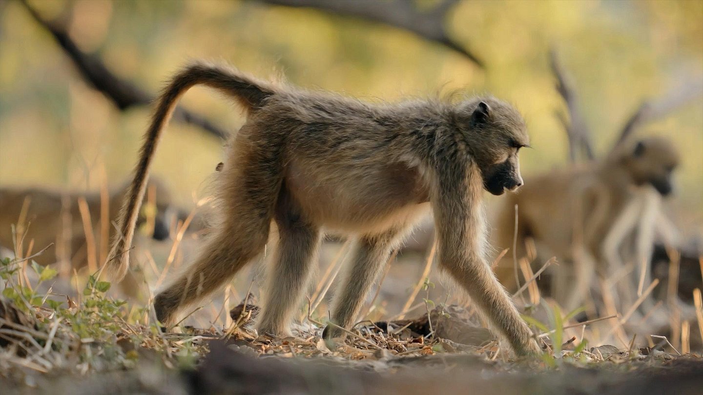 Beware of Baboons! How They Keep the Woodland Safe – WABE