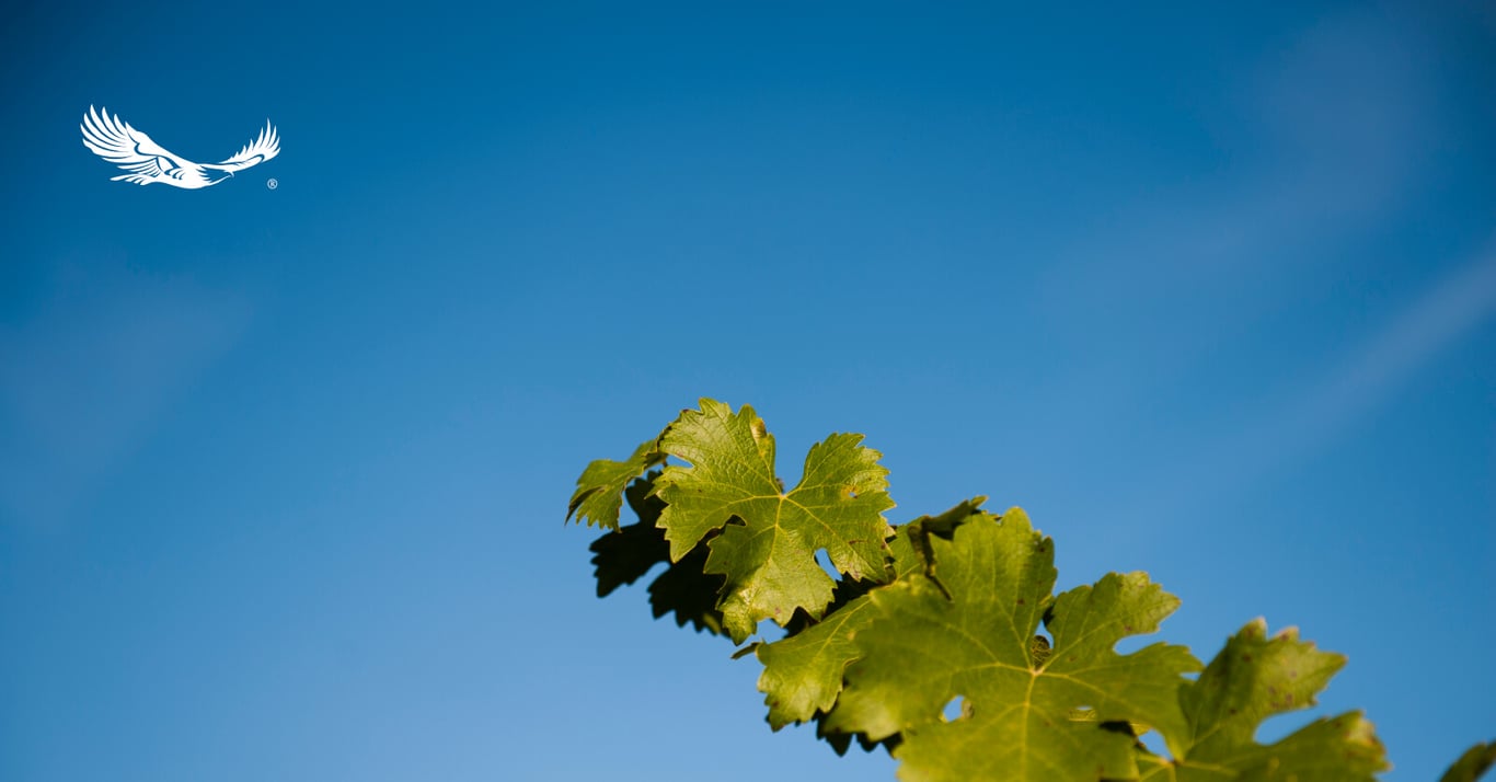 Gliding Eagle / Wine Services