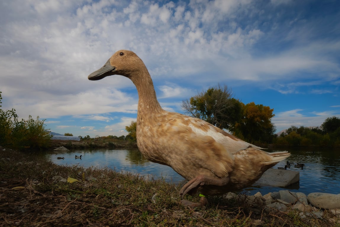 Dr Scovy - Earn Tokens and Feed the DashDucks