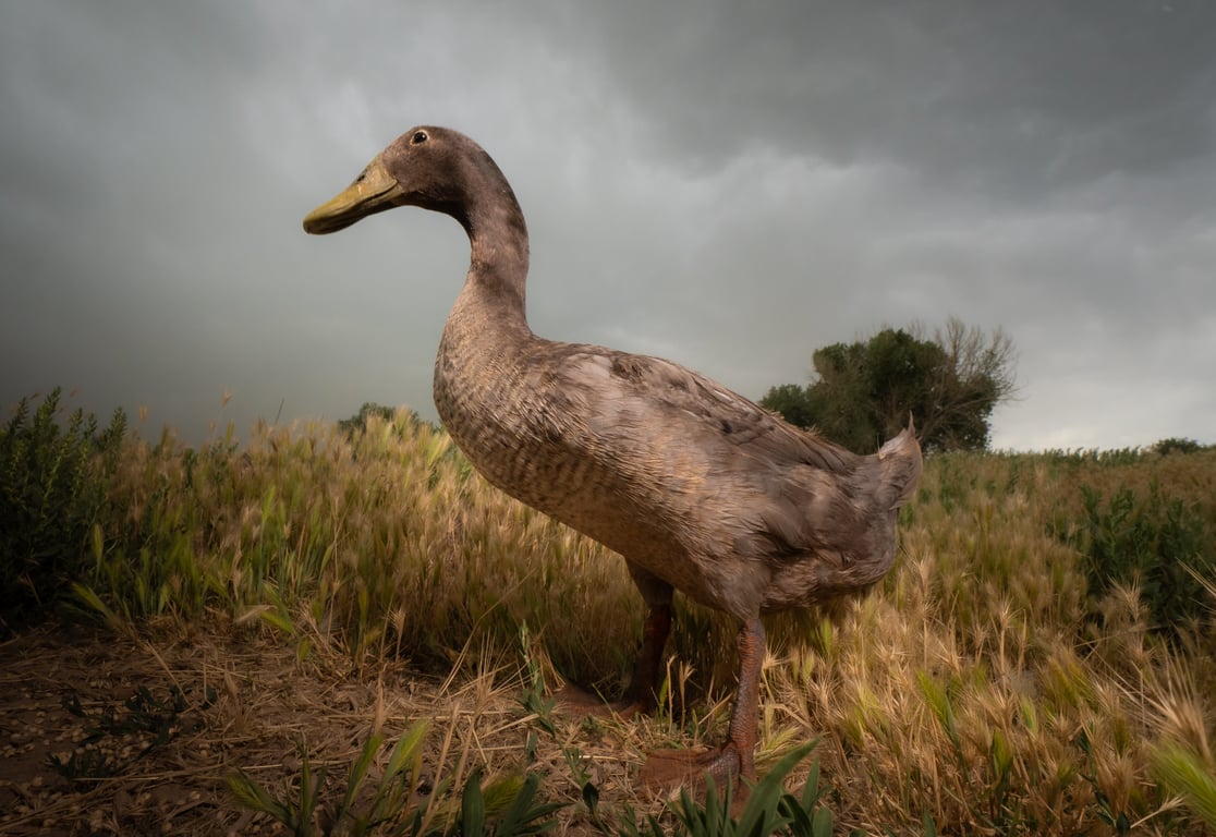 Dr Scovy - Earn Tokens and Feed the DashDucks