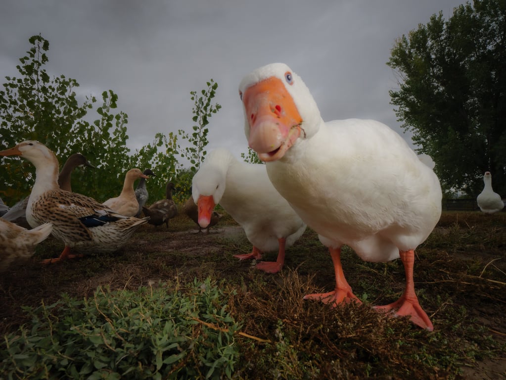 Dr Scovy - Earn Tokens and Feed the DashDucks