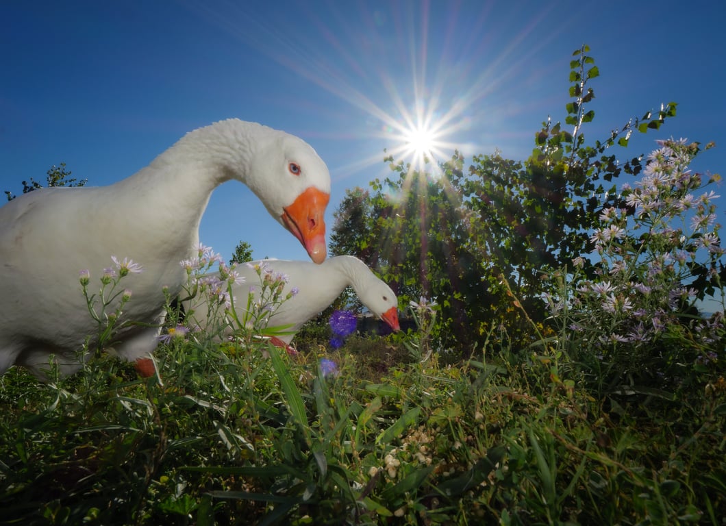 Dr Scovy - Earn Tokens and Feed the DashDucks