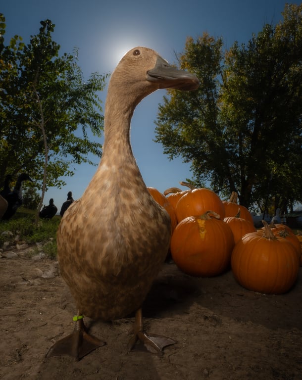 Dr Scovy - Earn Tokens and Feed the DashDucks