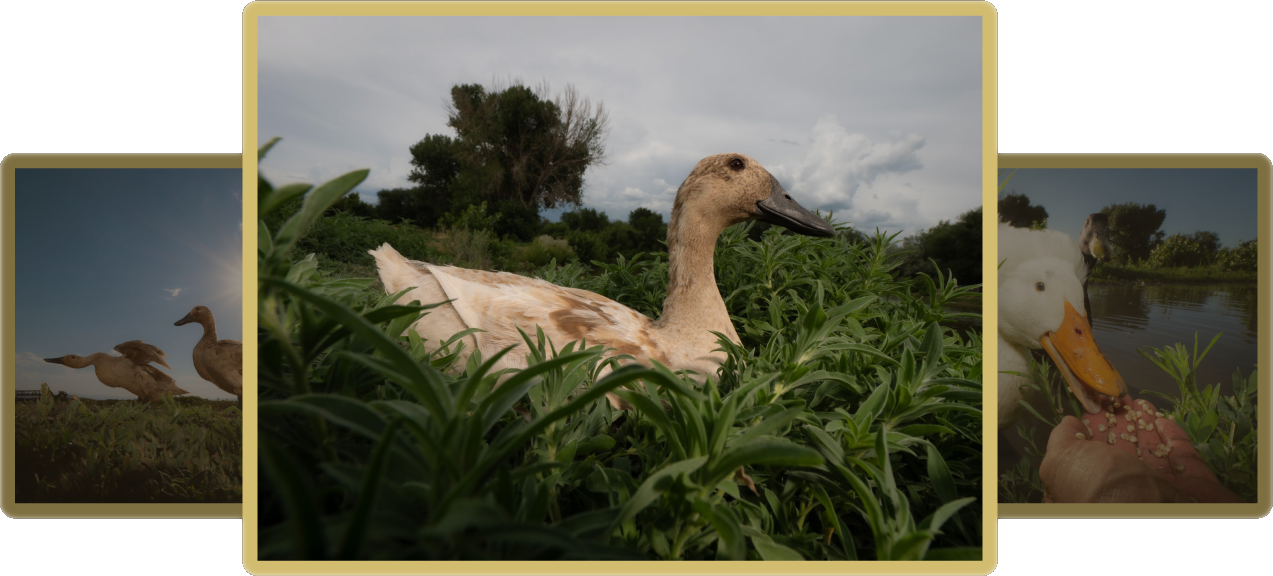 Dr Scovy - Earn Tokens and Feed the DashDucks