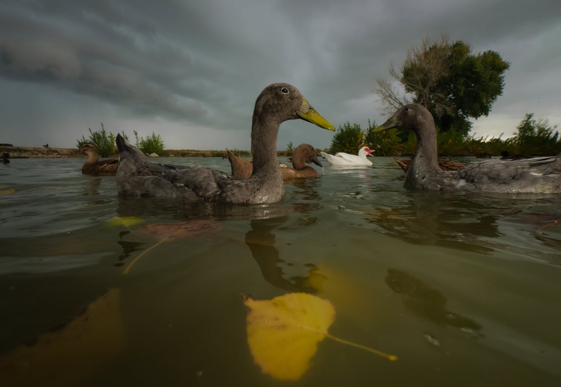 Dr Scovy - Earn Tokens and Feed the DashDucks