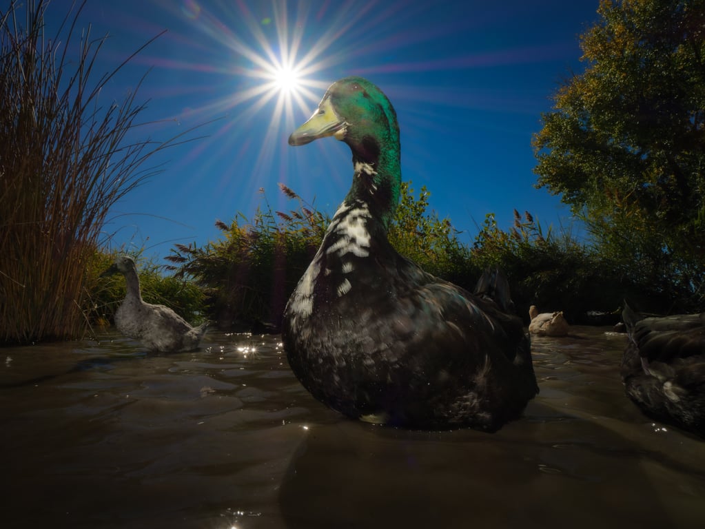 Dr Scovy - Earn Tokens and Feed the DashDucks