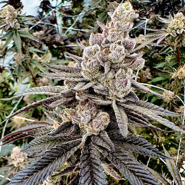 Color Blast – Exotic Genetix