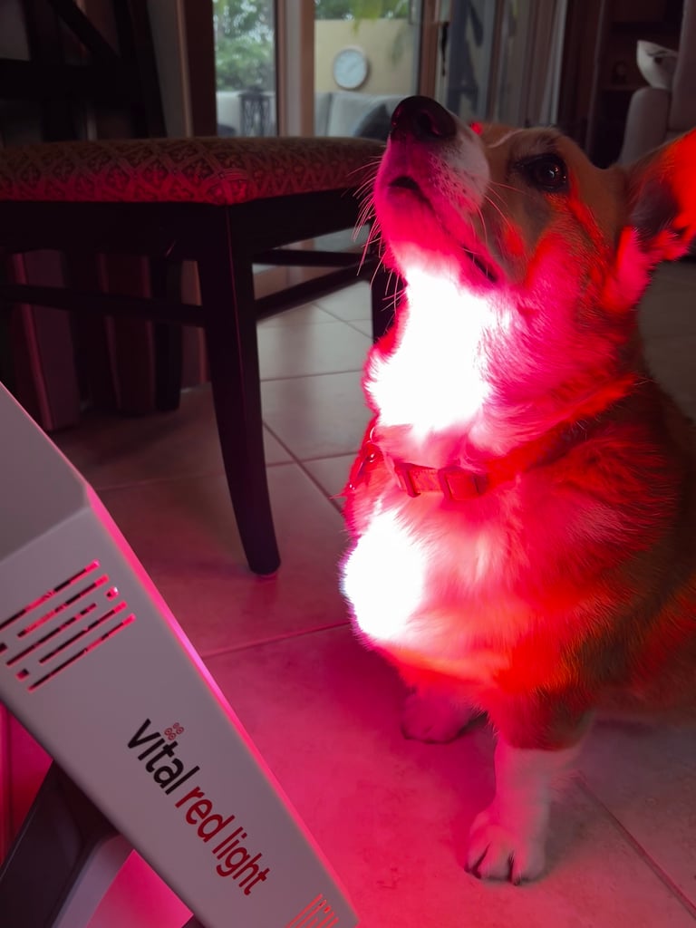 Red Light Therapy For Pets: Proven Benefits Your Vet Wants You To Know ...