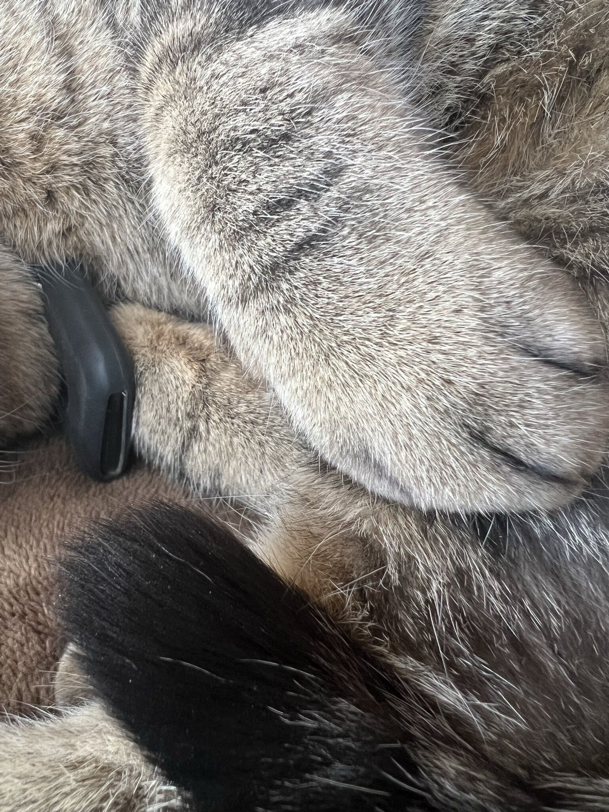 ヤマト タケルのにゃんずキーホルダー(グリーンマーカーにも！！) | Bose Iron Fa...