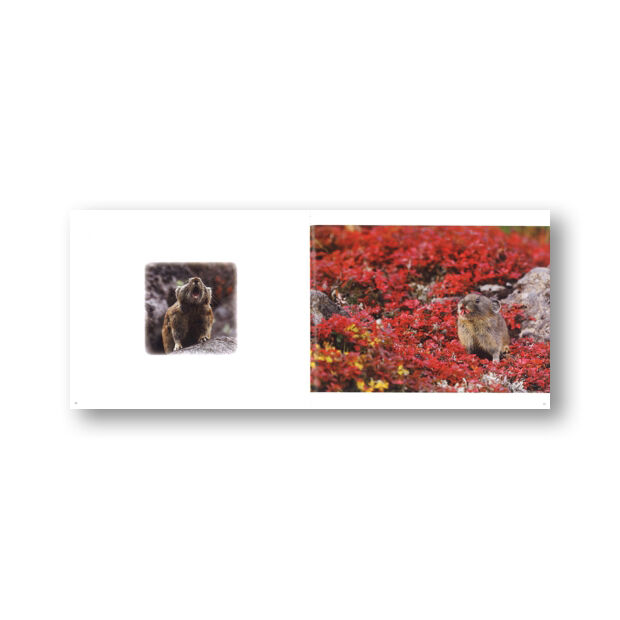 ほっこり 凛々しく ナキウサギ 【写真集】 | faura store