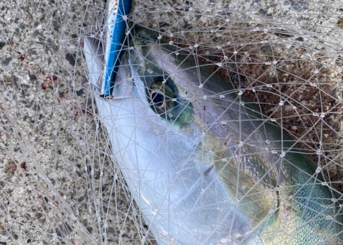 売り切れ間近（再販なし）ZESTY120 | BROVIS WEB STORE