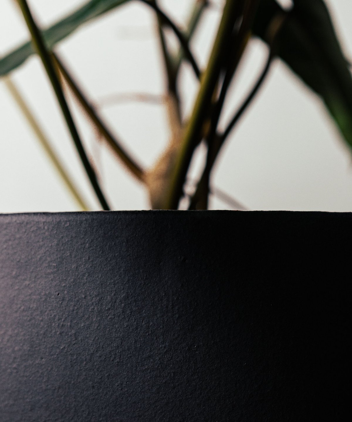 Philodendron Billietae | フィロデンドロン・ビレッタエ | TIANA...