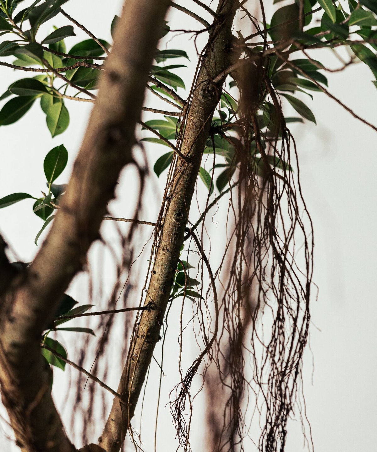 Ficus Nana | フィカス・ナナ | TIANA STORE