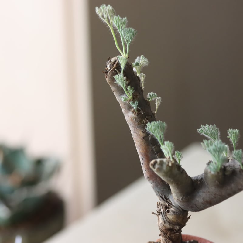 Monsonia multifida × N/OH no.905-20 | 芽の巣山 Monsonia multifida × N/OH no.905-20 | 芽の巣山