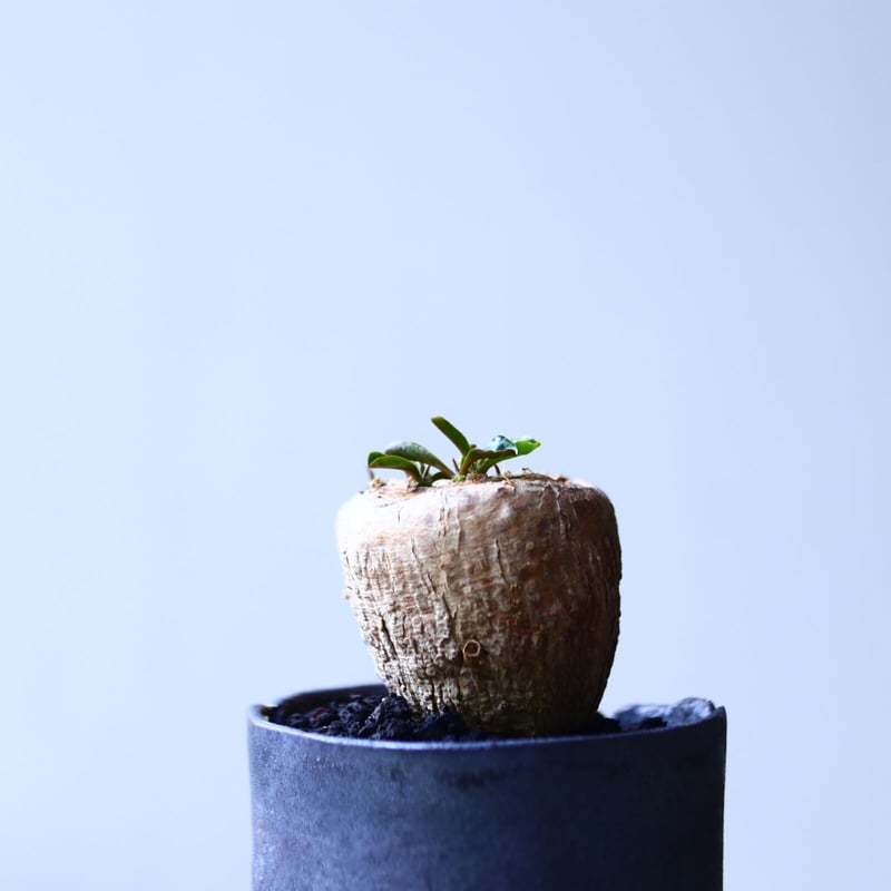 ユーフォルビア スバポダ Euphorbia subapoda no.90626 | ユーフォルビア スバポダ Euphorbia subapoda no.90626 |