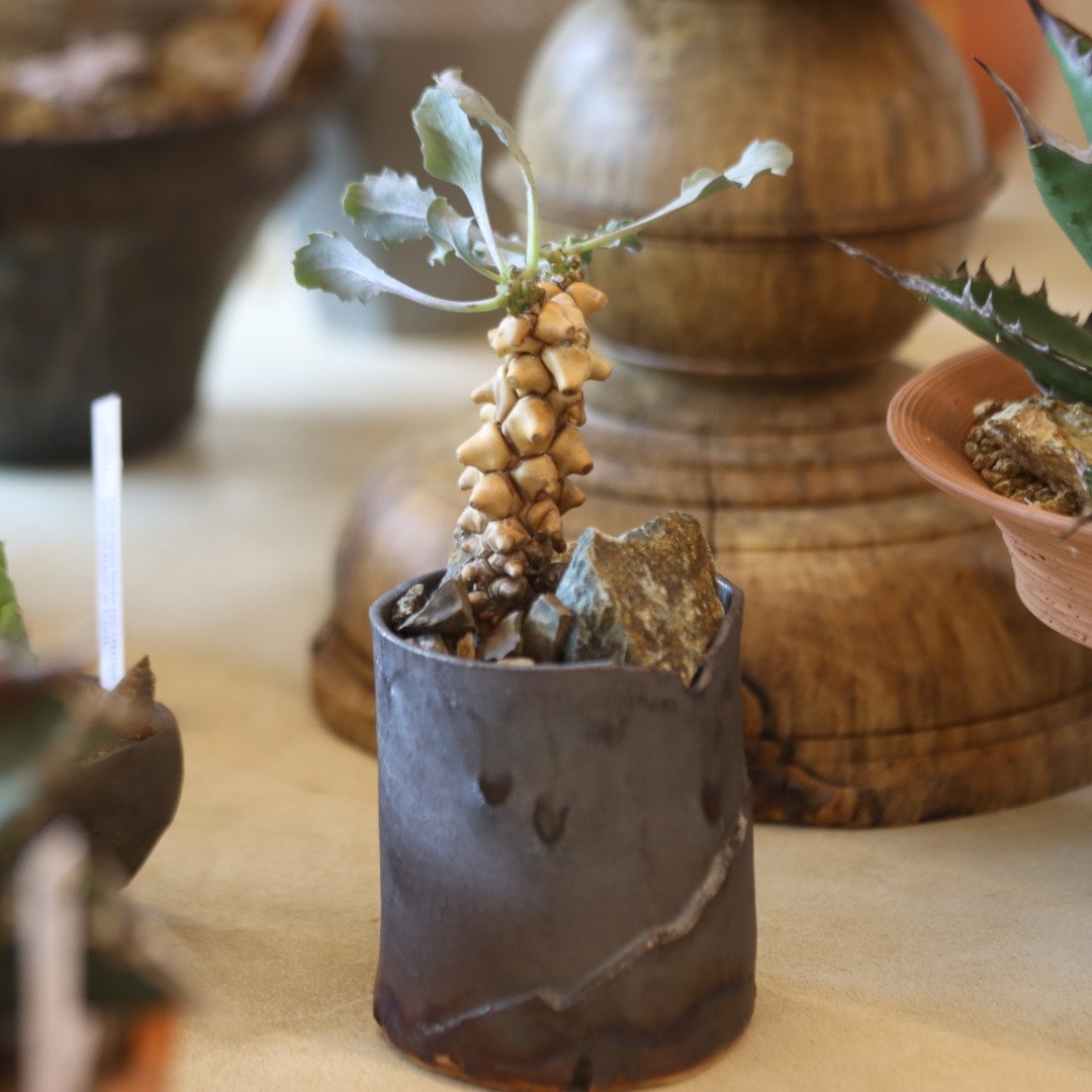 Othonna herrei × Rintaro Nonaka no.117-26 | 芽の巣山