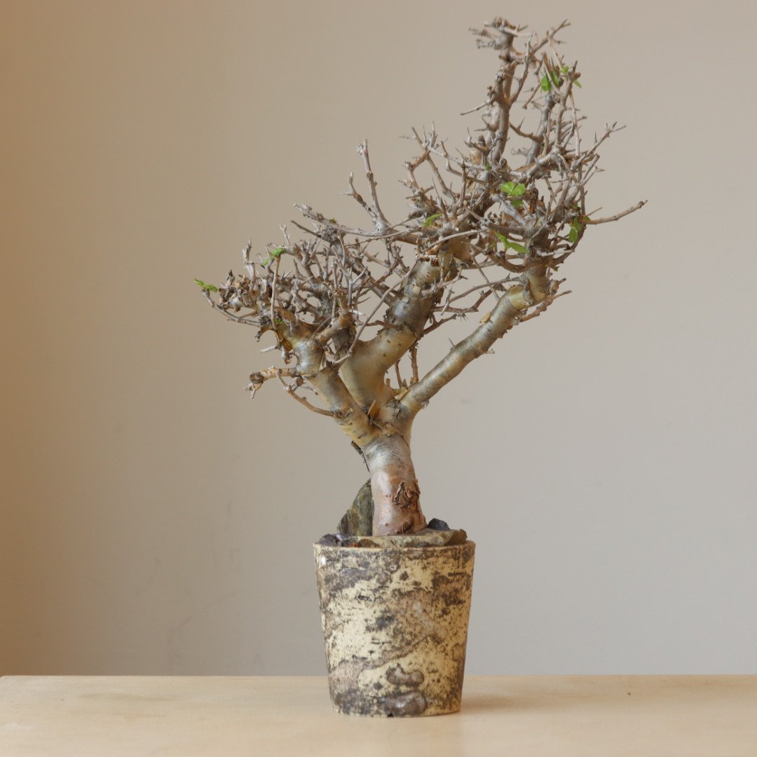 Commiphora wightii × takero pot (3号鉢) no.412-2...