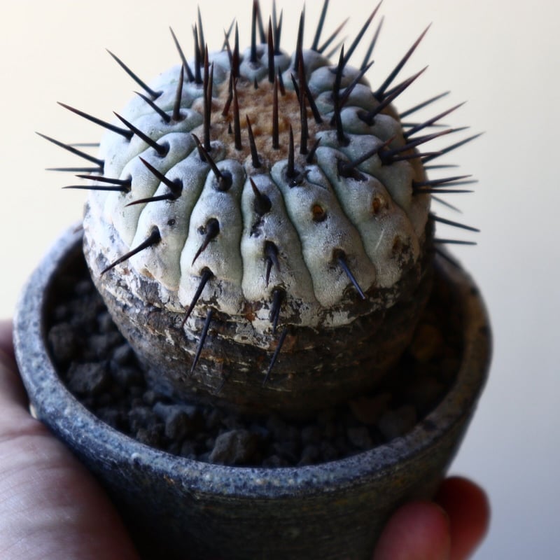 コピアポア 孤竜丸 Copiapoa cinerea var. columna-alba コピアポア 孤竜丸 Copiapoa cinerea var. columna-alba