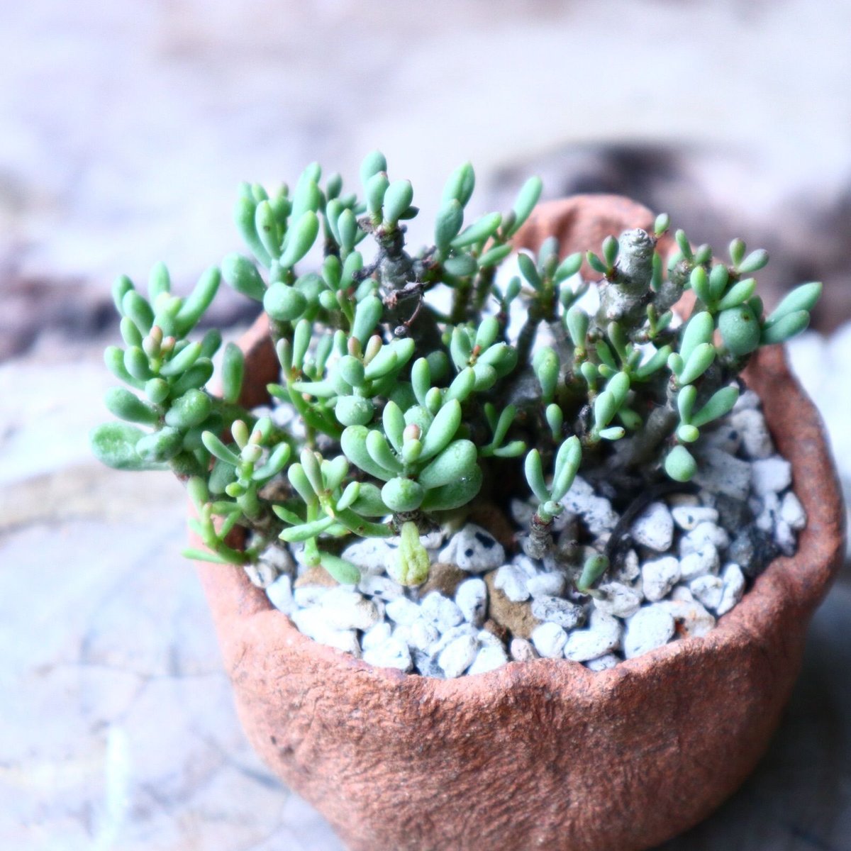 チレコドン スカエフェリアヌス Tylecodon schaeferanus ...