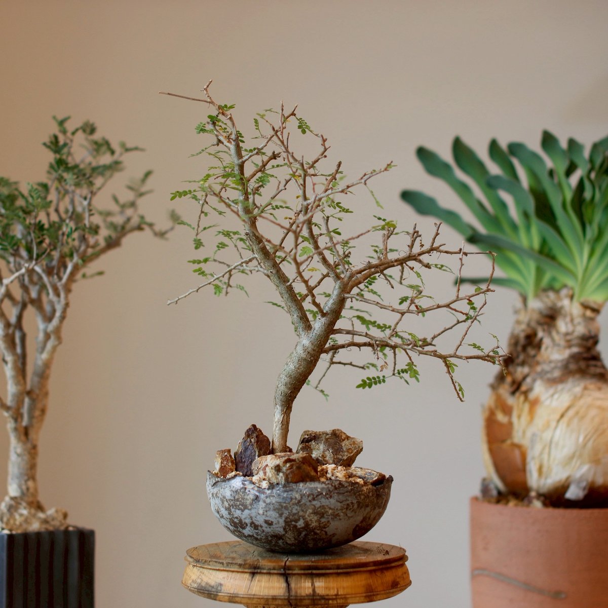Bursera aptera × takero pot (5号) no.1214/4
