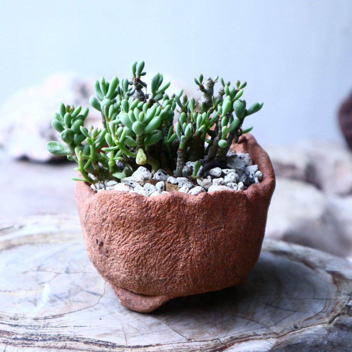 チレコドン スカエフェリアヌス Tylecodon schaeferanus ...