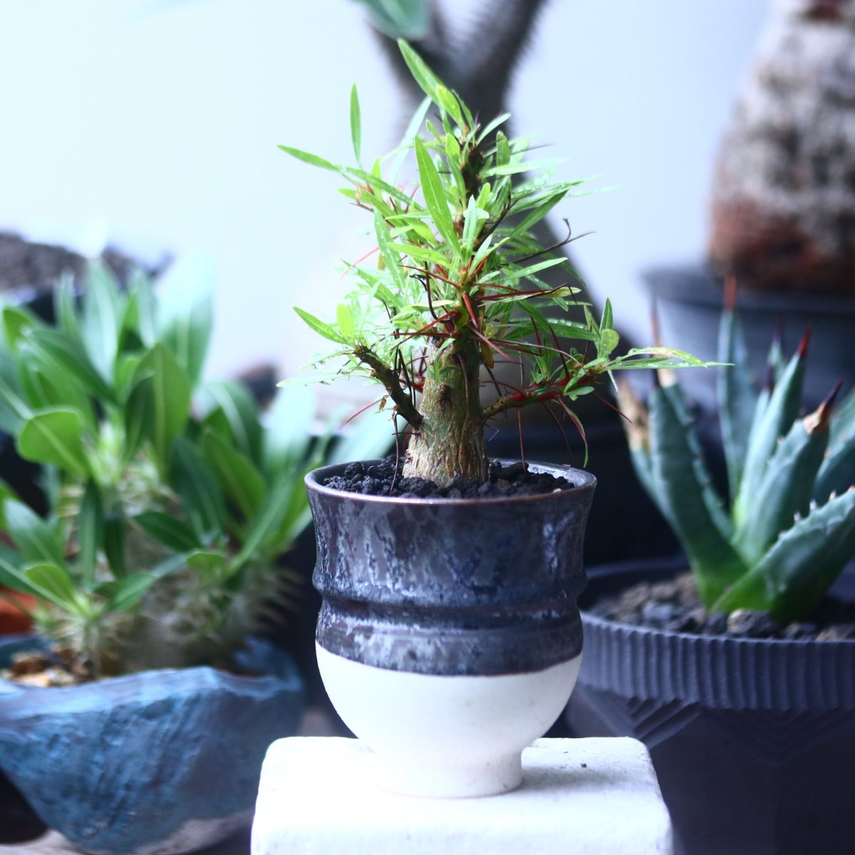 フォークイエリア プルプシー Fouquieria purpusii no.614 フォークイエリア プルプシー Fouquieria purpusii no.614