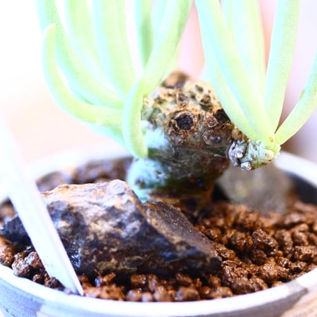 Tylecodon pearsonii × N/OH no.12104 | 芽の巣山