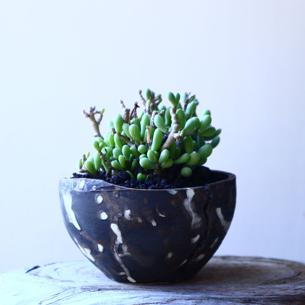 チレコドン スカエフェリアヌス Tylecodon schaeferanus ...