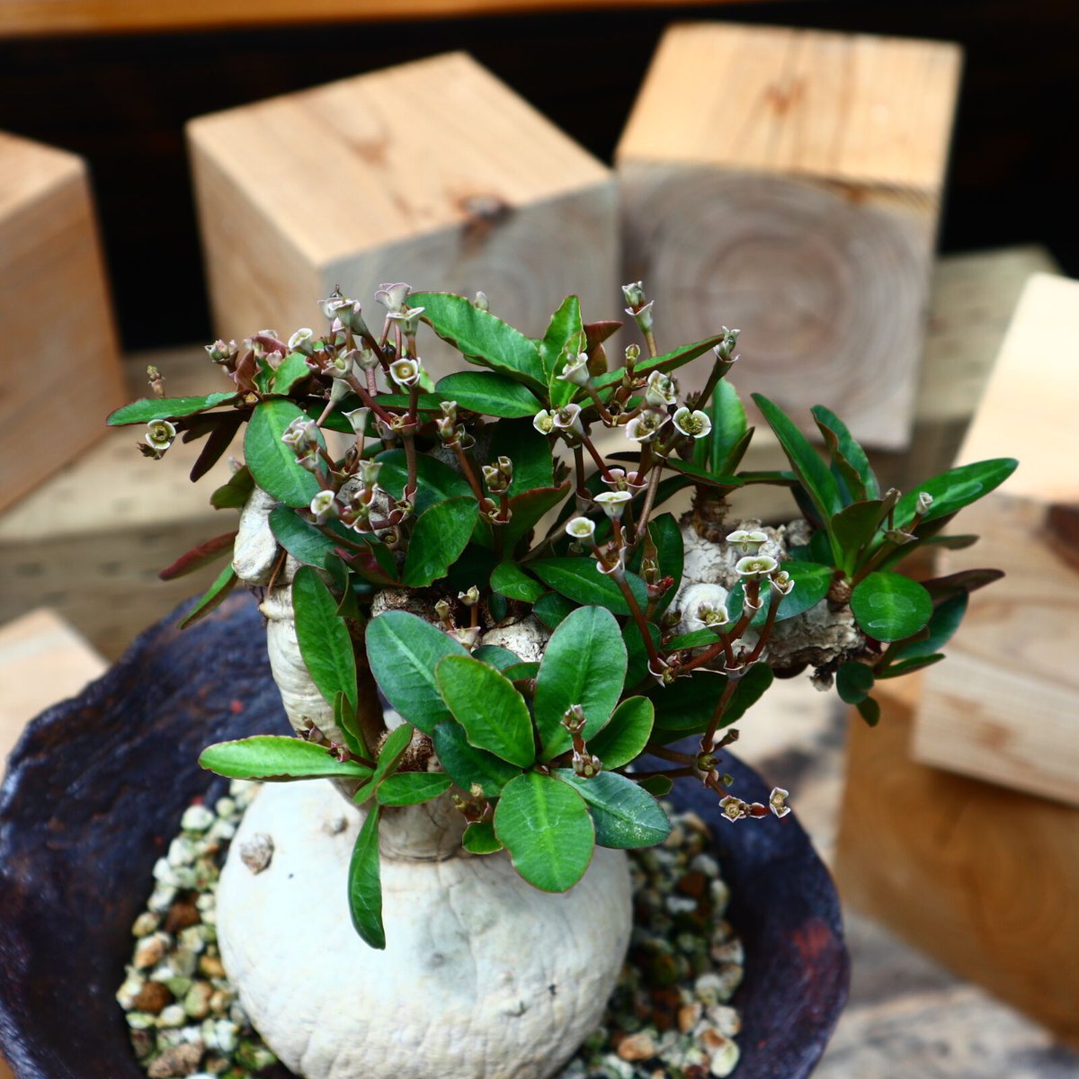 ユーフォルビア スバポダ/Euphorbia subapoda no.80846 | 芽の巣山 ユーフォルビア スバポダ/Euphorbia subapoda no.80846 | 芽の巣山