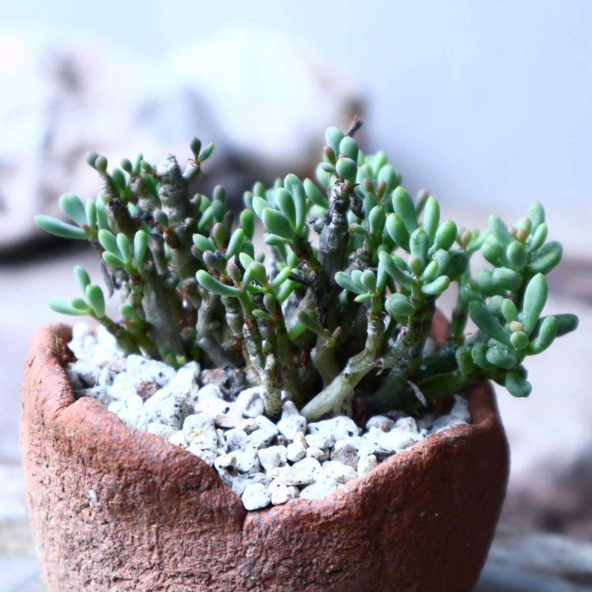 チレコドン スカエフェリアヌス Tylecodon schaeferanus ...