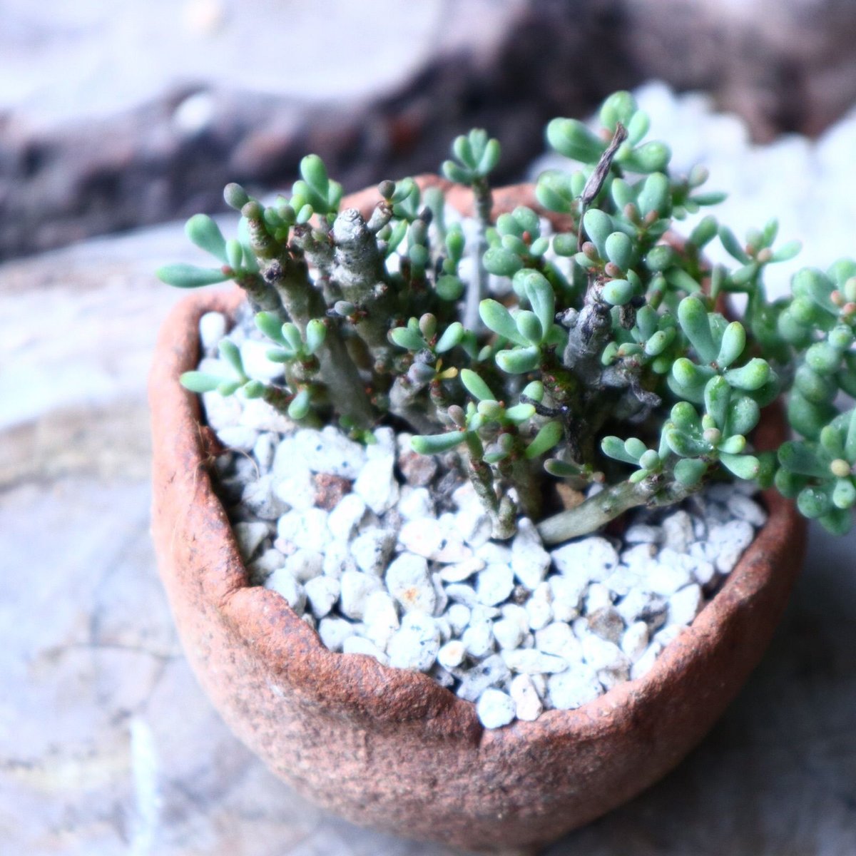 チレコドン スカエフェリアヌス Tylecodon schaeferanus ...