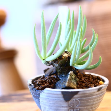 Tylecodon pearsonii × N/OH no.12104 | 芽の巣山