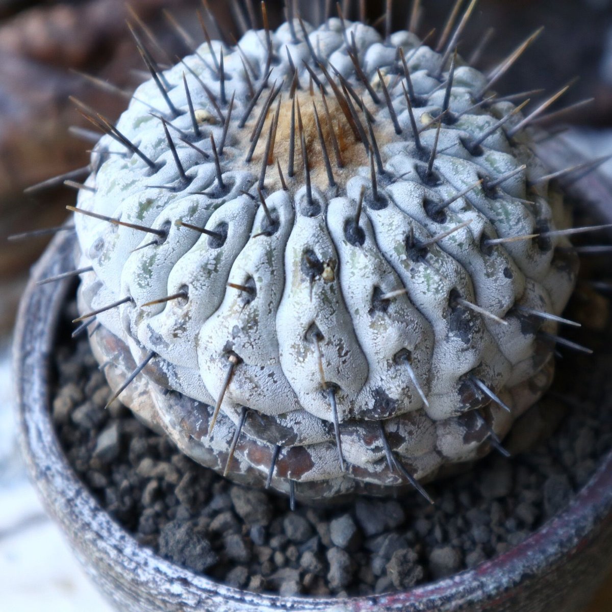 コピアポア 孤竜丸 Copiapoa cinerea var. columna-alba コピアポア 孤竜丸 Copiapoa cinerea var. columna-alba