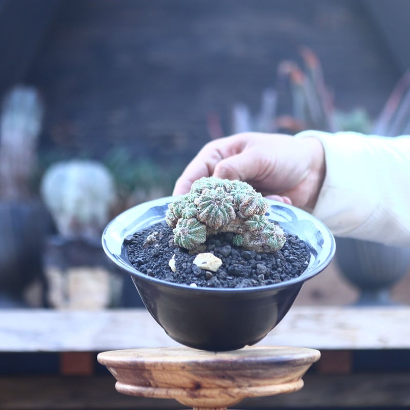 アズテキウム リッテリ 花籠 自根 Aztekium ritteri no.2281 アズテキウム リッテリ 花籠 自根 Aztekium ritteri no.2281
