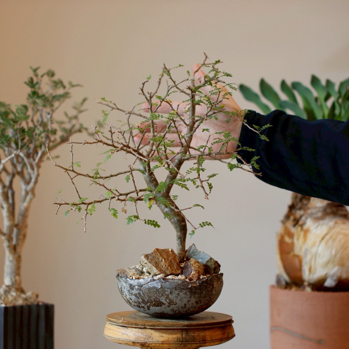 Bursera aptera × takero pot (5号) no.1214/4