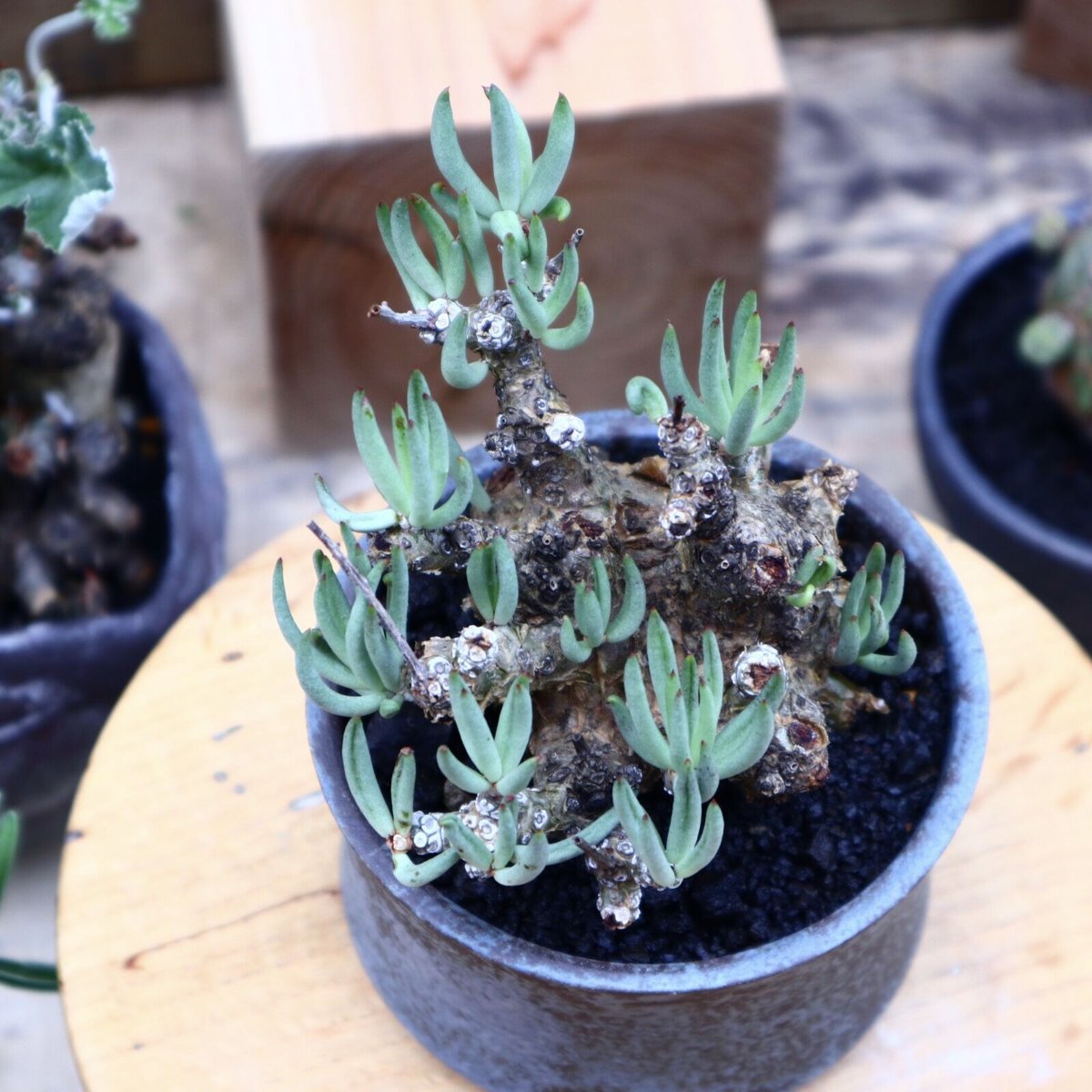 チレコドン ペアルソニー 白 象／Tylecodon pearsonii no.6270...