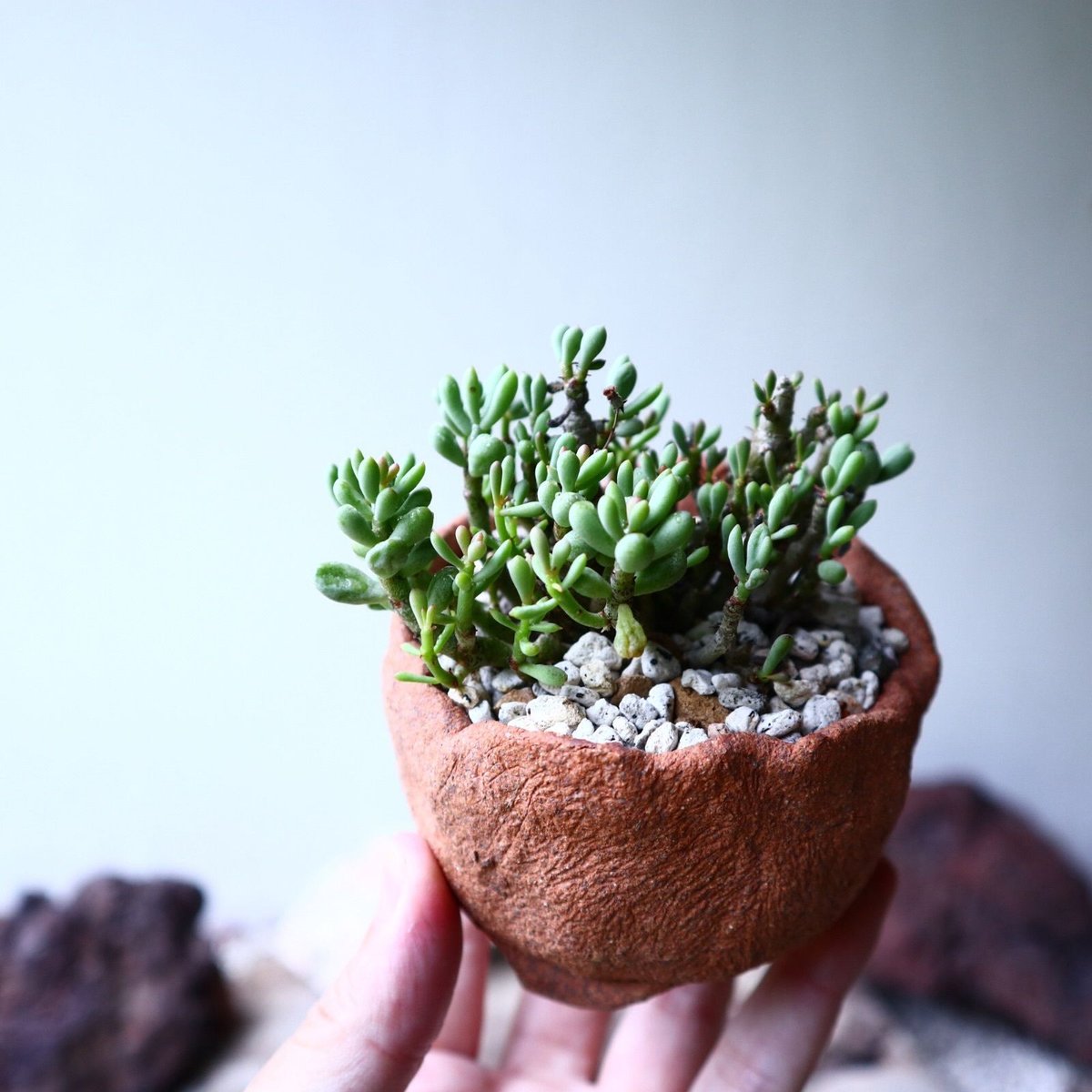 チレコドン スカエフェリアヌス Tylecodon schaeferanus ...