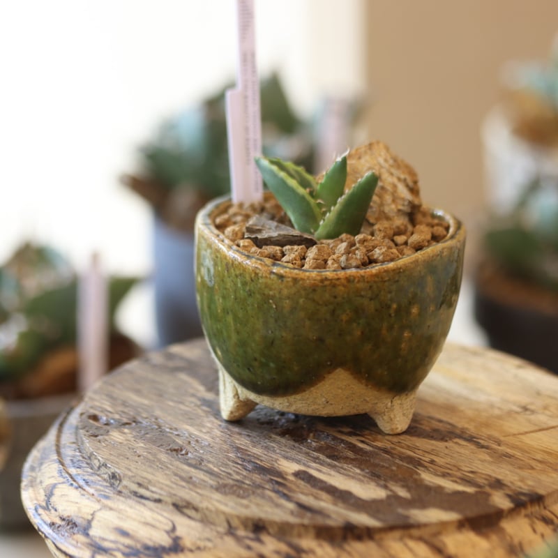 Agave titanota 白鯨錦 × 陶器鉢 no.90130 | 芽の巣山 Agave titanota 白鯨錦 × 陶器鉢 no.90130 | 芽の巣山