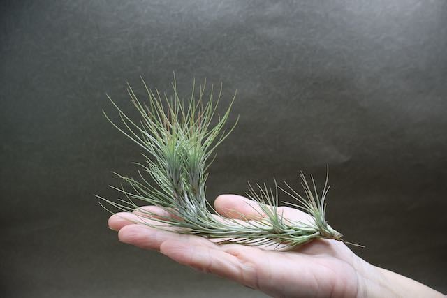フンキアナ クランプ 27号 | air-plants TENGU-DO フンキアナ クランプ 27号 | air-plants TENGU-DO