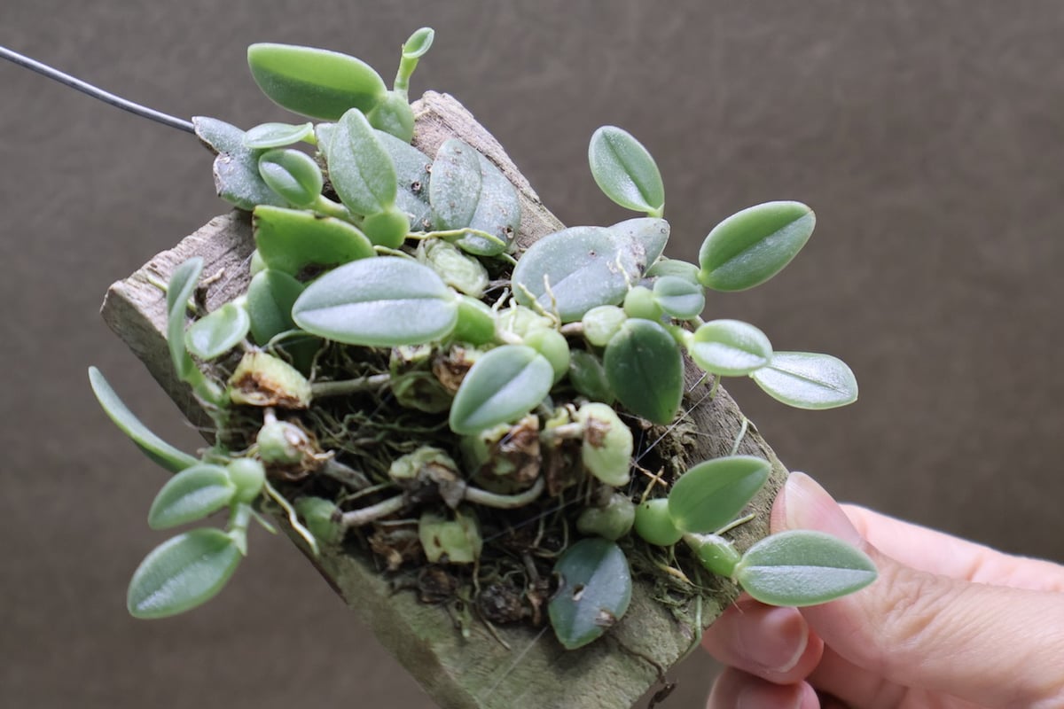 トリアス インターメディア 01号 | air-plants TENGU-DO