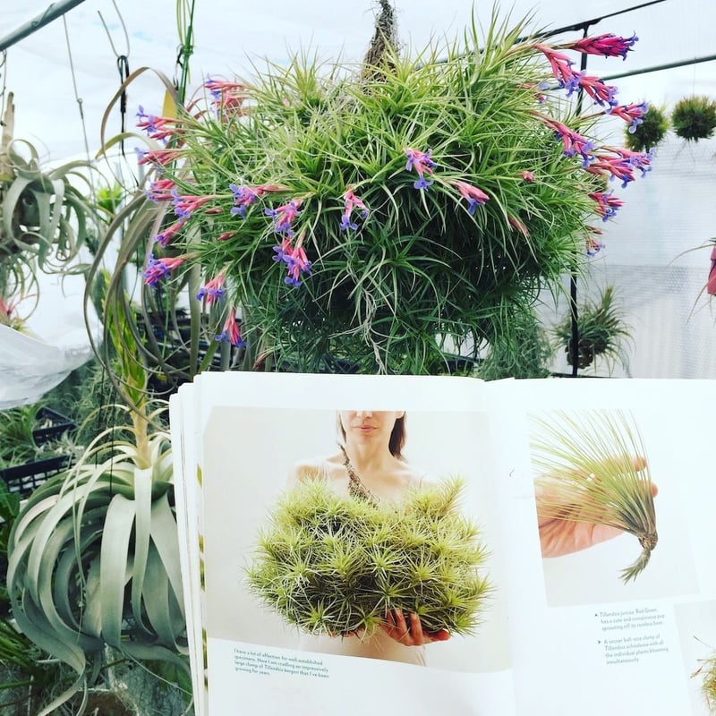 アエラントス × ベルゲリー クランプ 25号 | air-plants TENGU-DO アエラントス × ベルゲリー クランプ 25号 | air-plants TENGU-DO