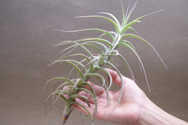 ベルゲリ 09号 | air-plants TENGU-DO ベルゲリ 09号 | air-plants TENGU-DO