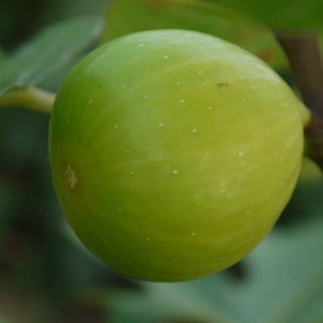 Gulgun | Lynx Fruit Collection