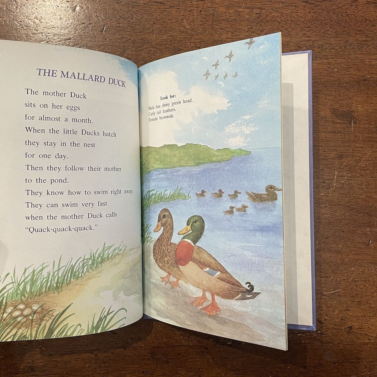 「LOOK FOR A BIRD」Edith Thacher Hurd Clement Hur...