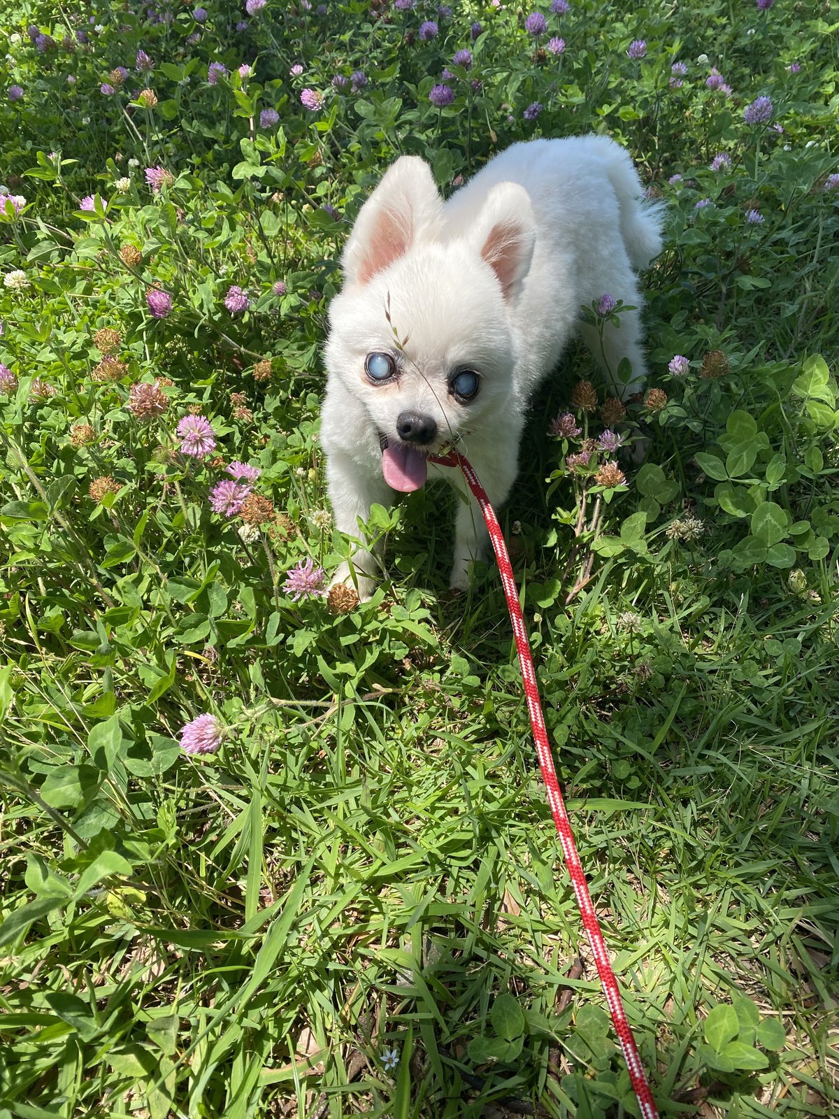 KONAO'Sトレーニングリーシュ （太） | DOGSPIRIT