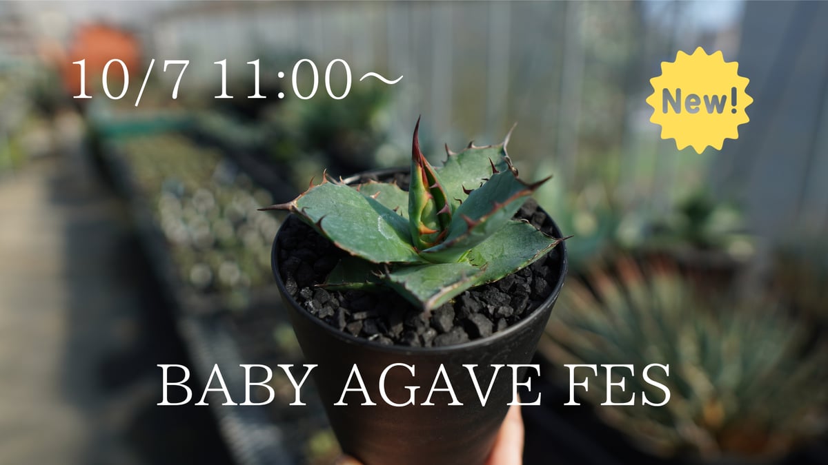 BABY AGAVE FESを開催します！ | mana's green:塊根植物販売|マナズ...