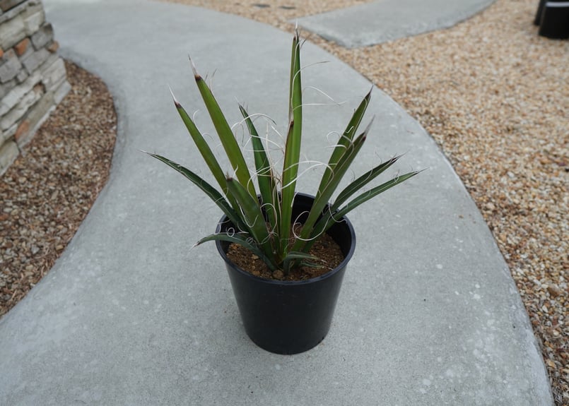 ユッカ カルネロサーナ Yucca carnerosana No.2 | mana's gr ユッカ カルネロサーナ Yucca carnerosana No.2 | mana's gr