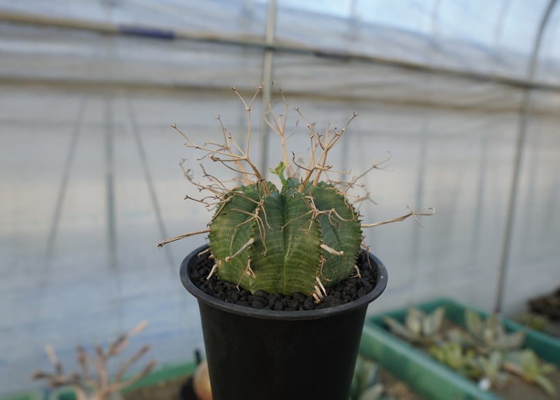 ユーフォルビア スーパーバリダ Euphorbia super valida No.1 | ユーフォルビア スーパーバリダ Euphorbia super valida No.1 |