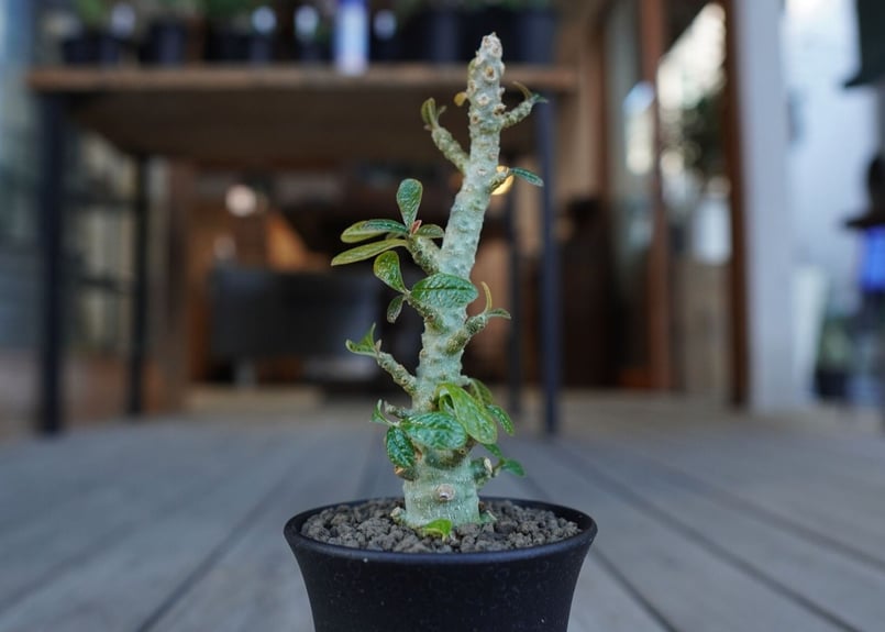 ドルステニア ギガス Dorstenia gigas | mana's green:塊根植物販 ドルステニア ギガス Dorstenia gigas | mana's green:塊根植物販